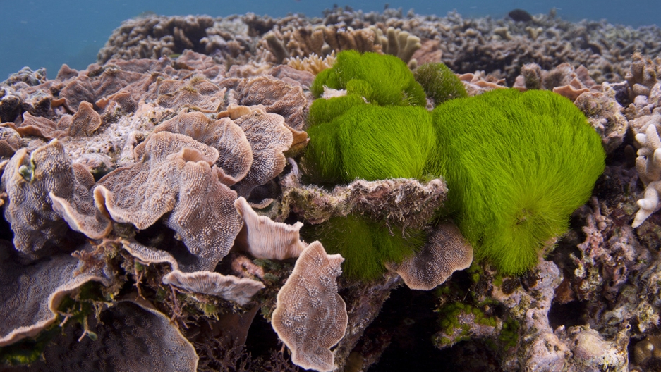 Scientist are finding that coral reefs use smells to communicate with ...