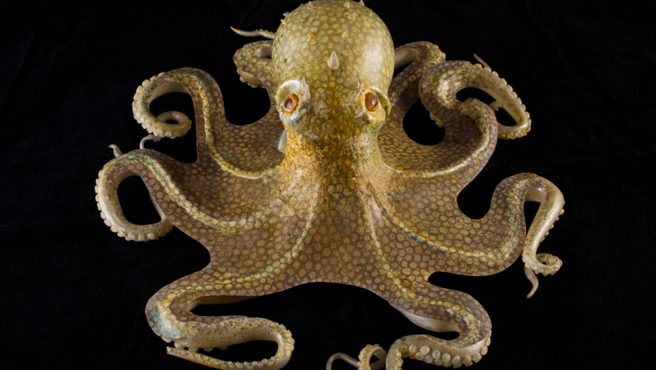 These intricately designed glass sea creatures served an important ...