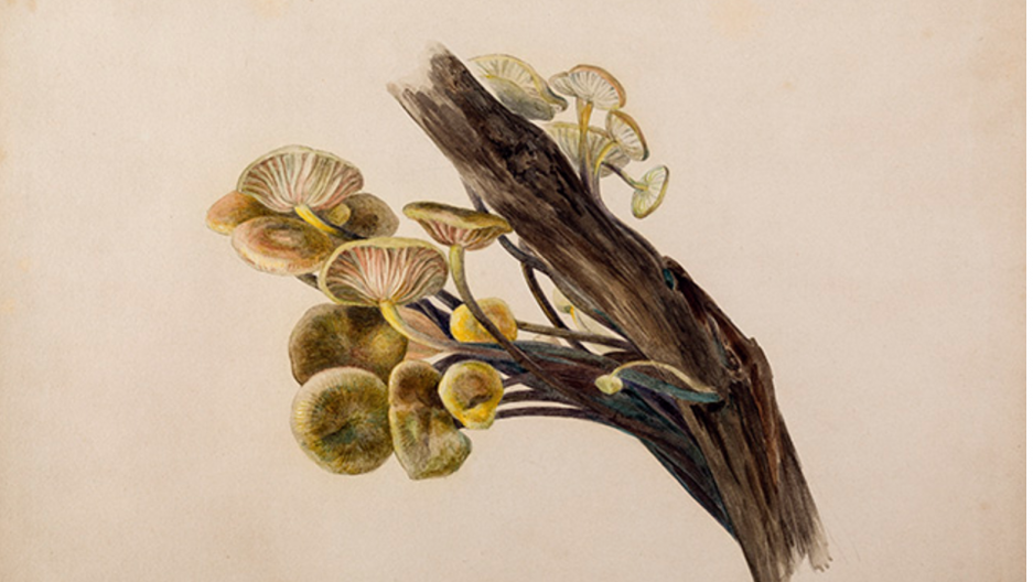 Beatrix Potter also made beautiful, scientifically accurate ...