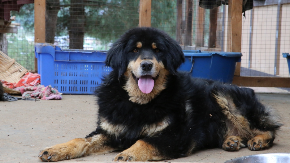 Bhutan partnered with Humane Society International and India and ...