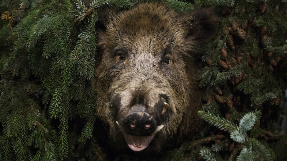 In Berlin, learning to live with the boars