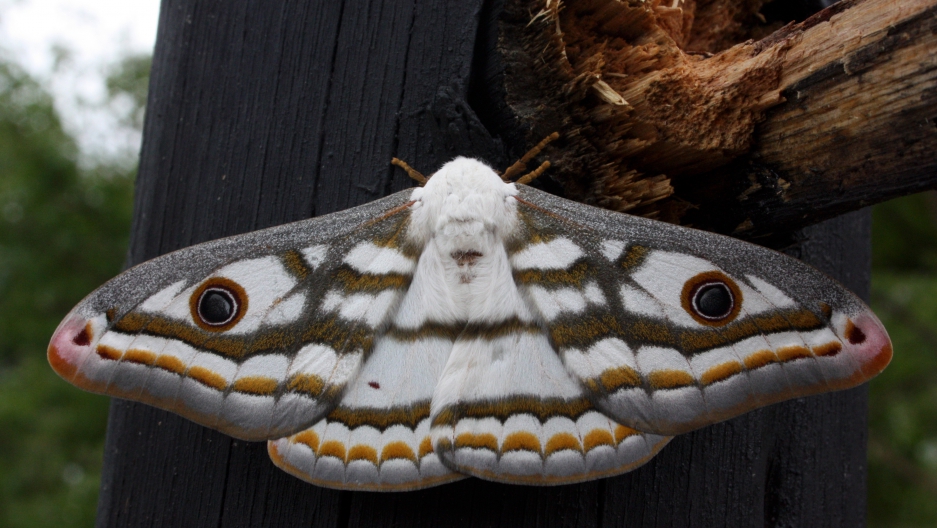 The end of summer is coming. Have you been mothing yet? | Public Radio ...