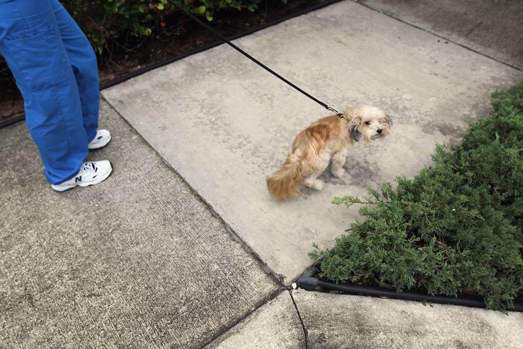 Taiwan's dog poop lottery - The World from PRX