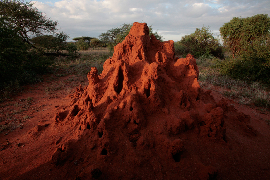 Termites explode toxic goo as defense when they age - The World from PRX