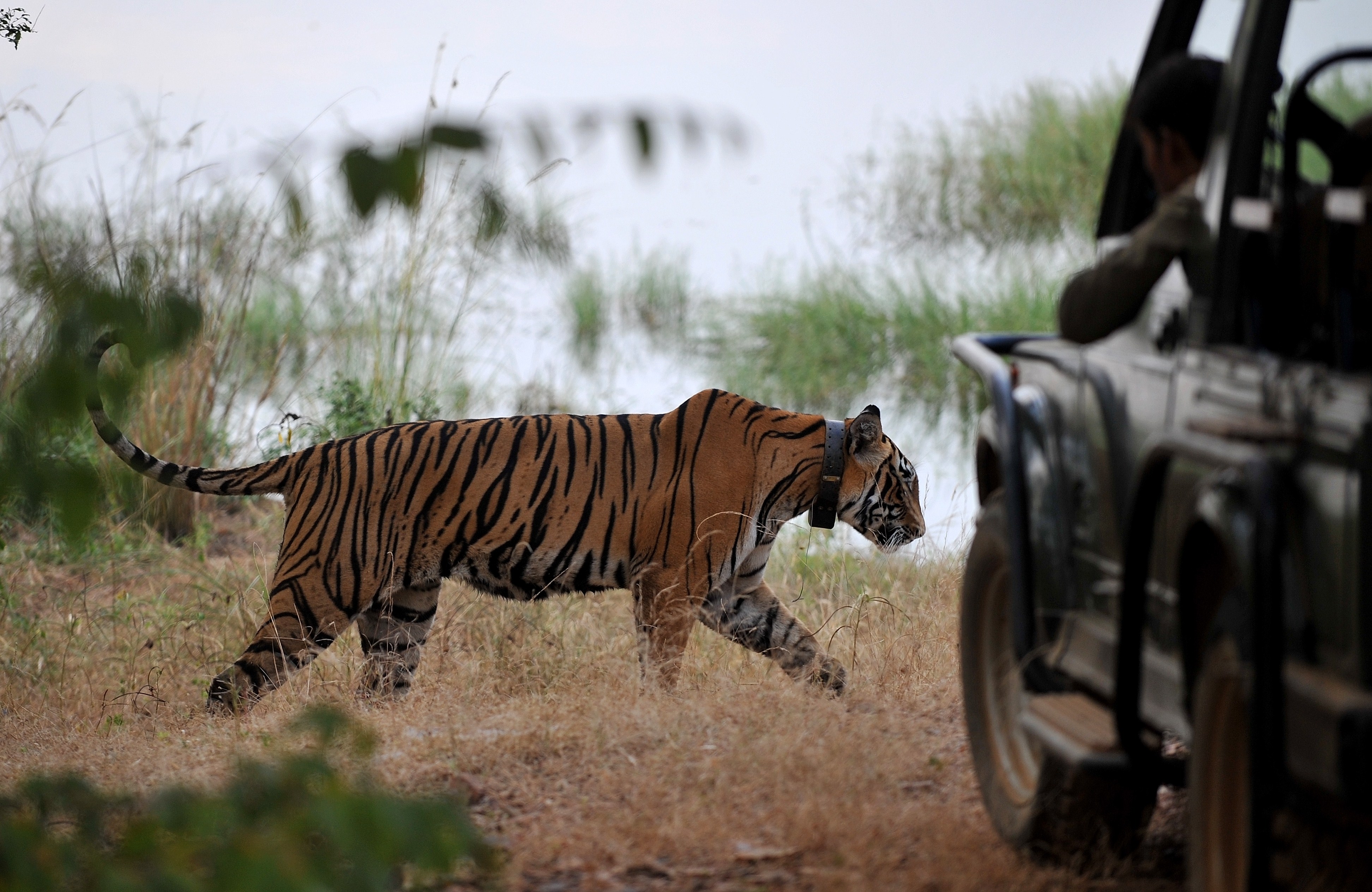 Animal poachers can be shot on sight, say new Indian state orders - The ...