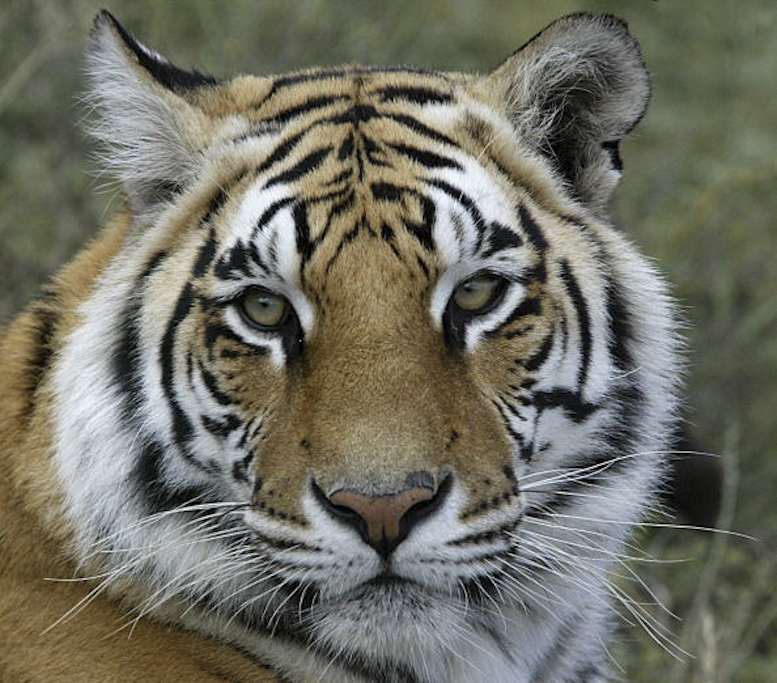 Nepal and India count their Bengals in tiger census - The World from PRX