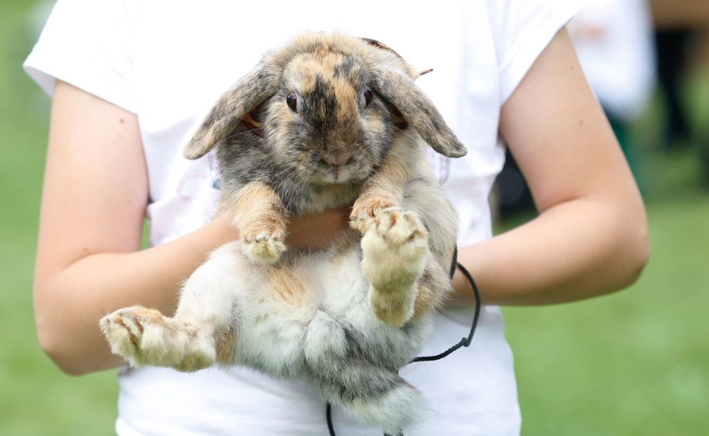 Germany: Rare rabbit without ears accidentally killed by TV cameraman ...