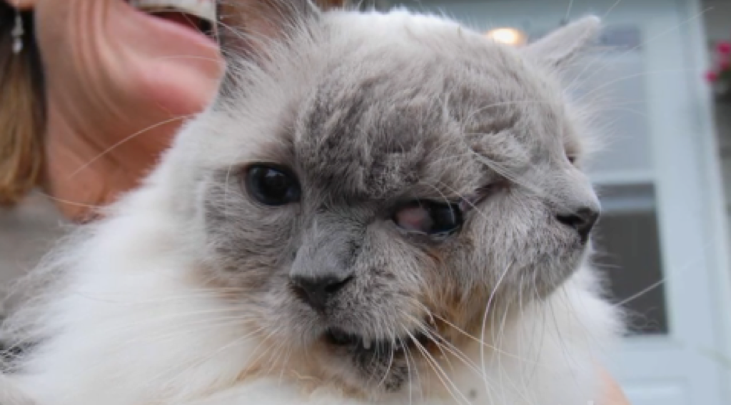 Two-headed cat sets longevity record (VIDEO) - The World from PRX