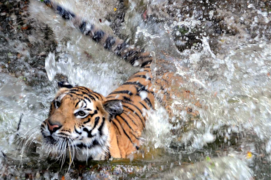 Thirteen nations to crack down on criminals who smuggle tiger parts ...