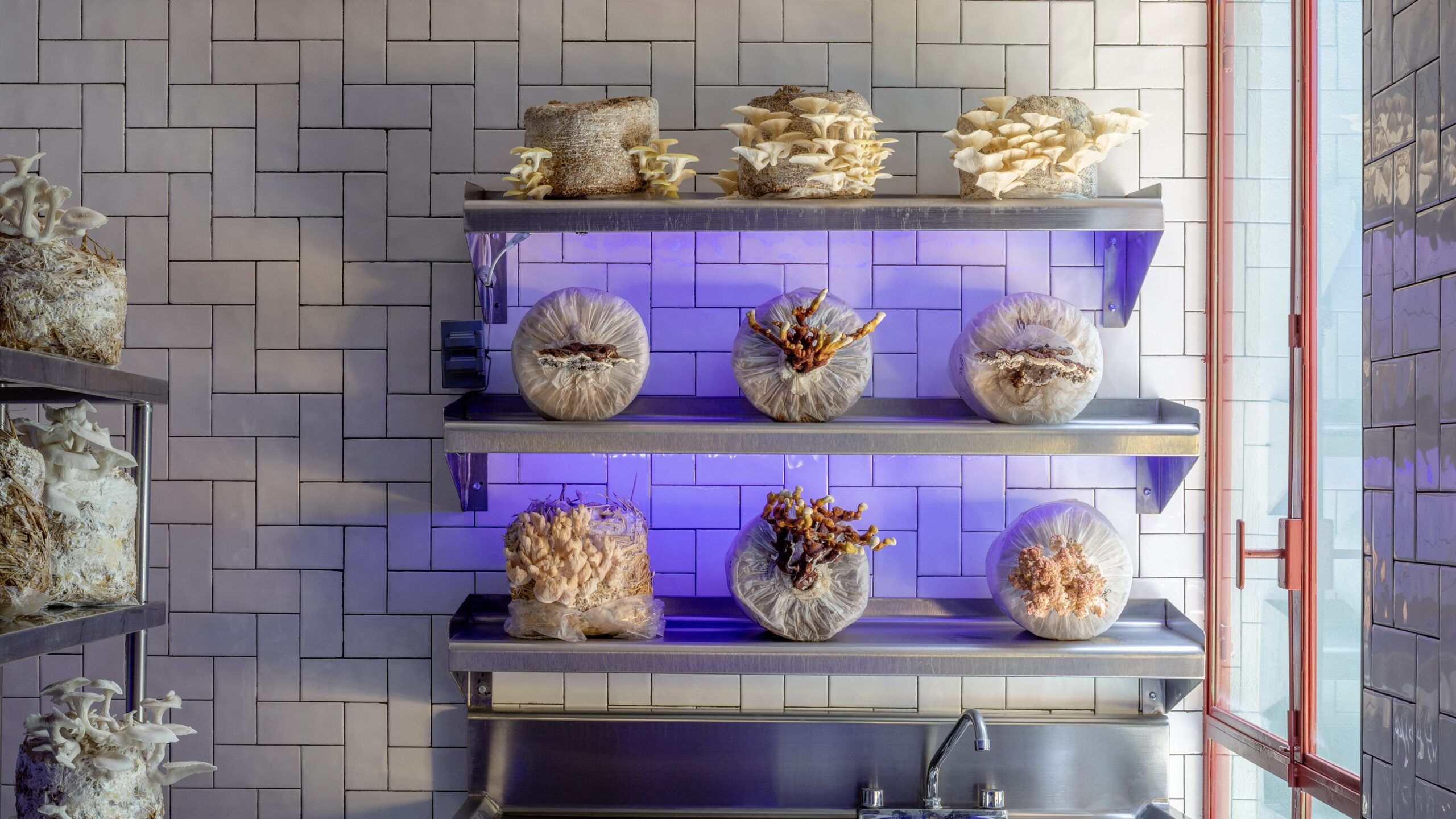 A visit to an all-fungi restaurant in Mexico City - The World from PRX