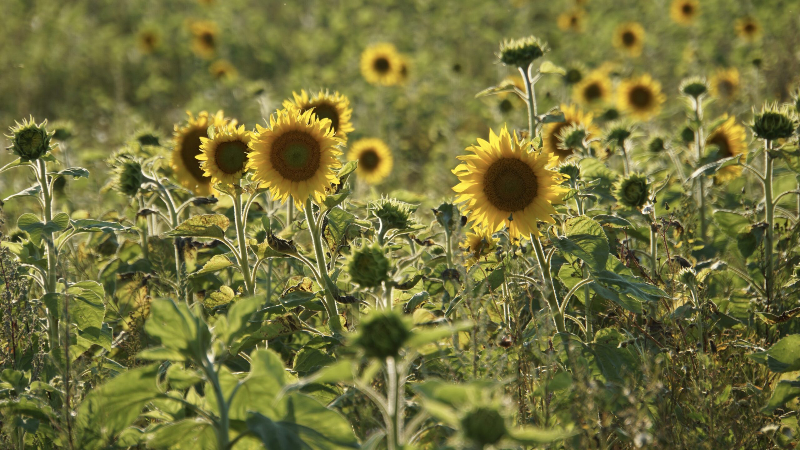 Latvian farmers launch sunflower campaign to support Ukraine’s youth ...