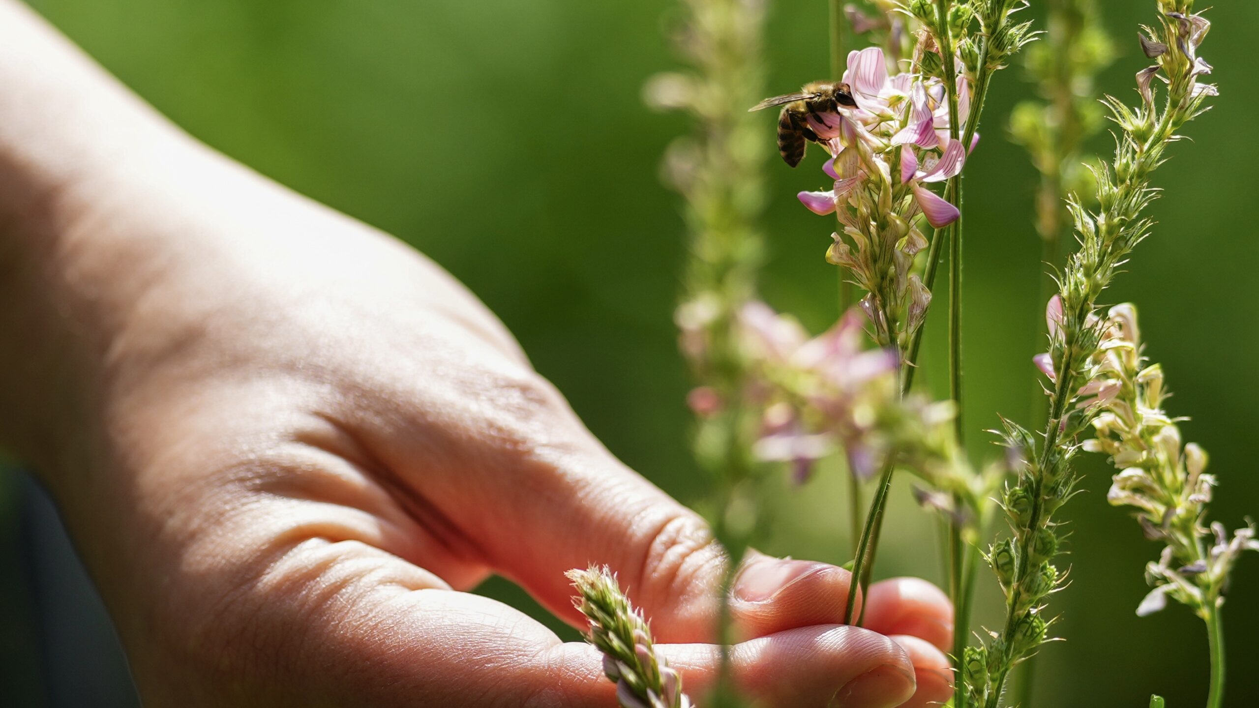 Can nature heal the brain? - The World from PRX