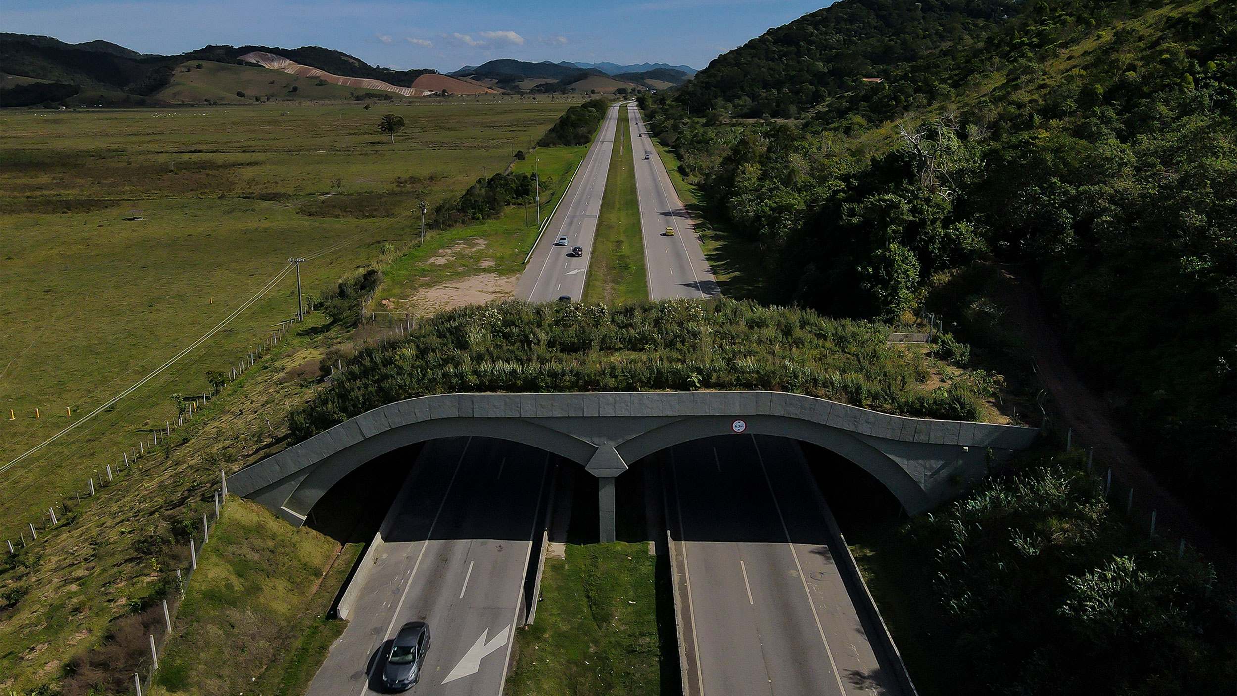 Wildlife crossings provide crucial routes for animals across the globe ...