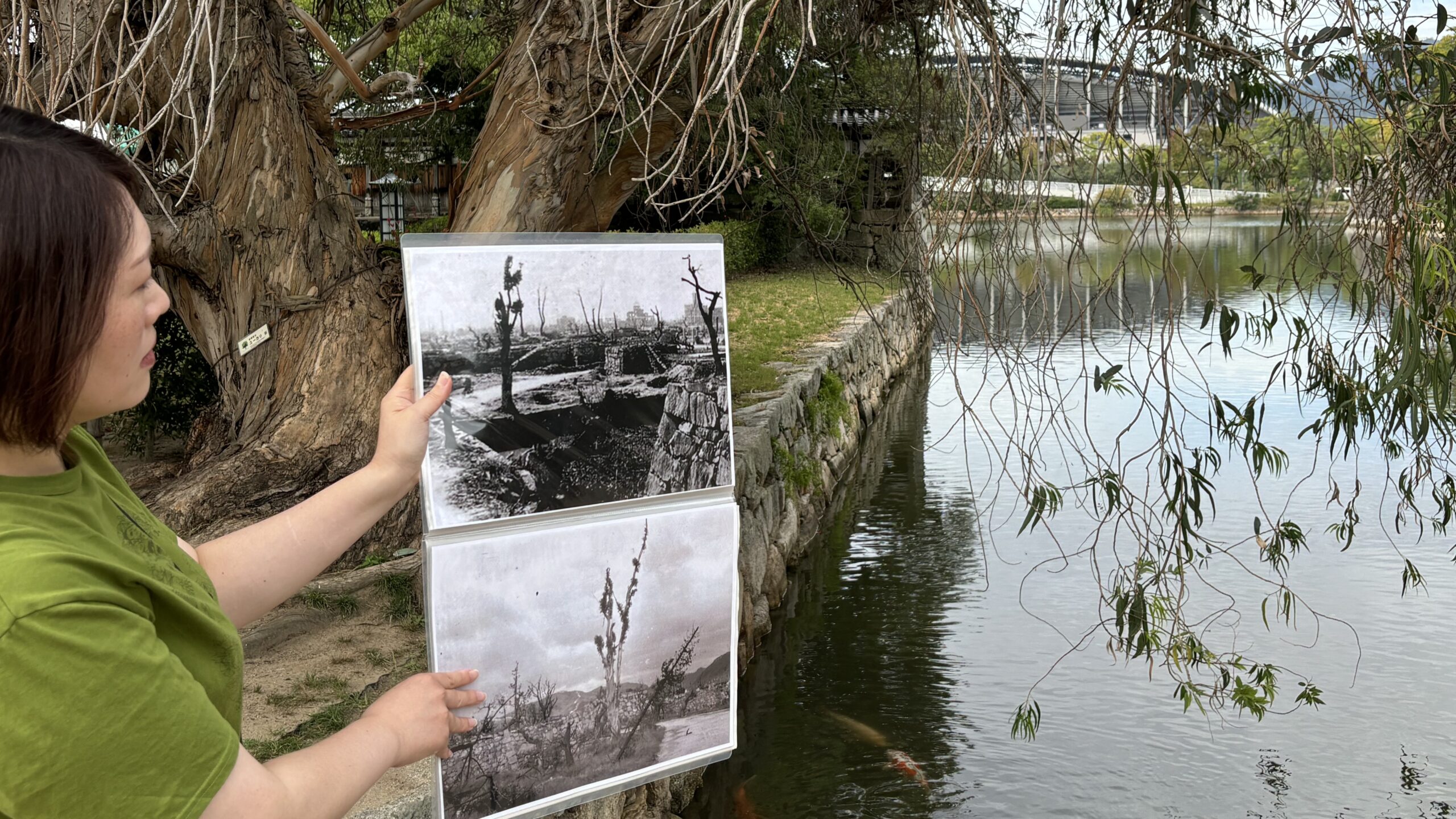 80 years after atomic blast, Hiroshima’s trees still tell the story ...