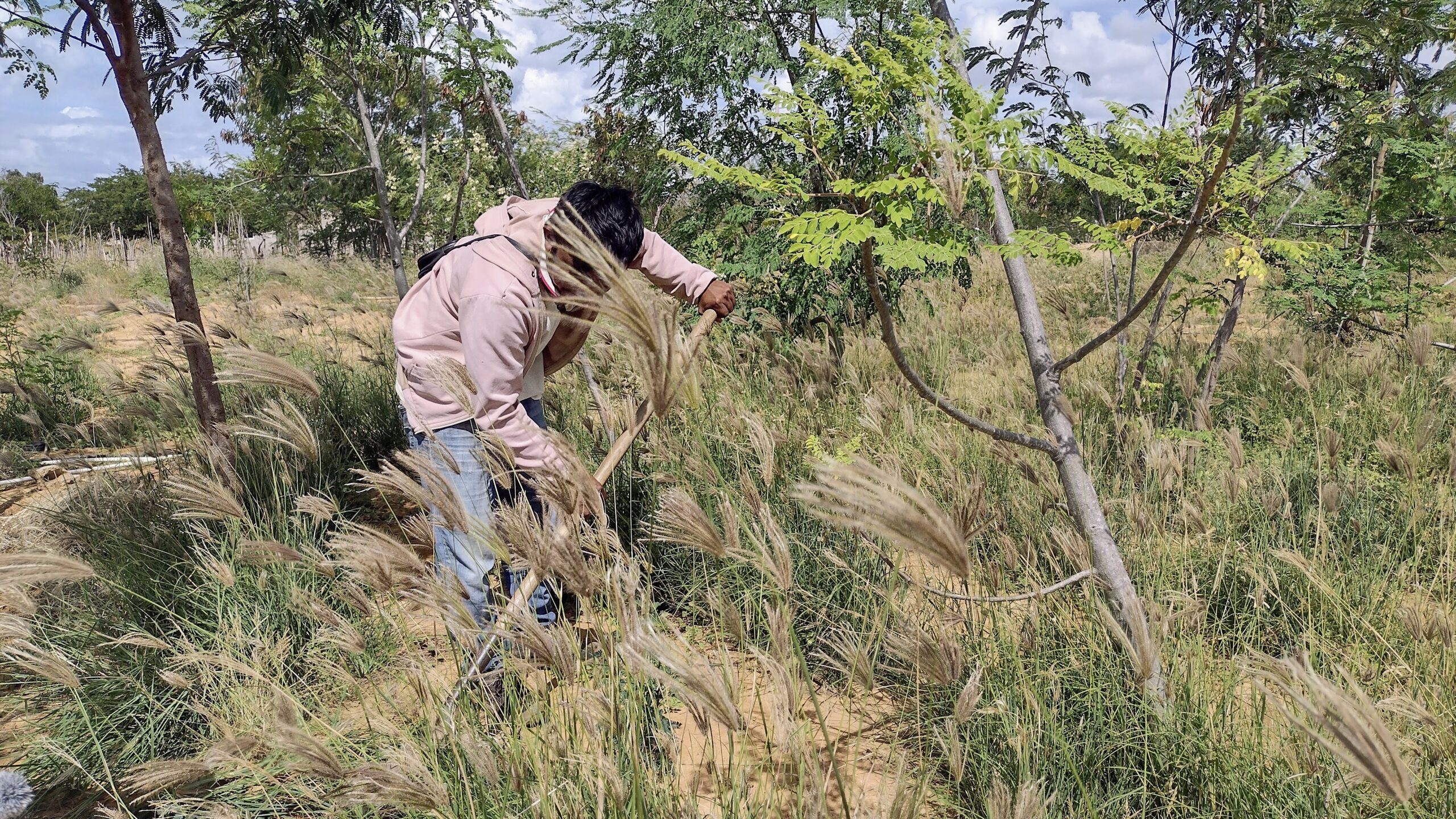 How a historic ‘magical bean’ is helping Indigenous groups in Colombia ...