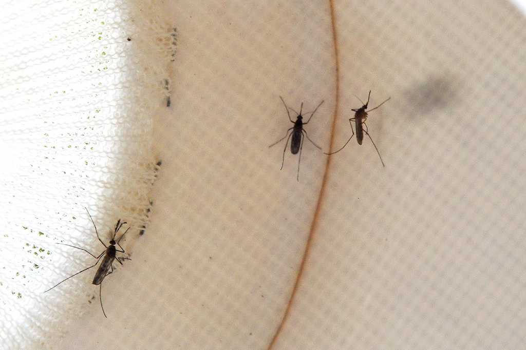 Mutant mosquitoes, cure for dengue fever? - The World from PRX