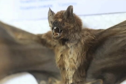 US confirms first known case of vampire bat rabies - The World from PRX