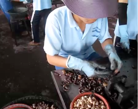 Are your cashews shelled by Vietnamese inmates? - The World from PRX