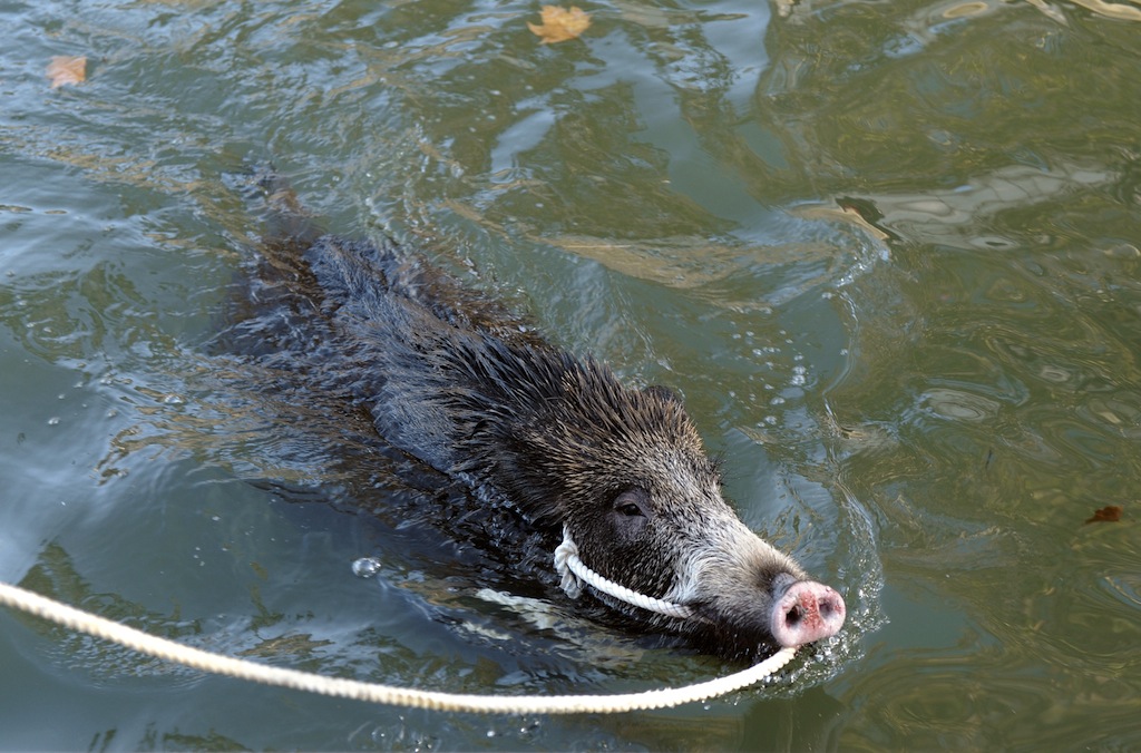 Mexico fights invasion of wild boars from Texas - The World from PRX
