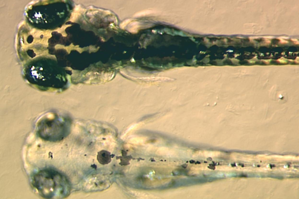Zebrafish illuminate the effects of environmental pollution - The World ...