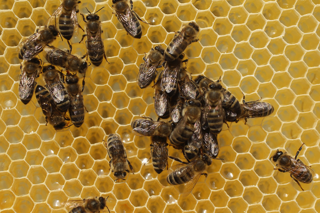 Honeybee house anything but a home sweet home - The World from PRX